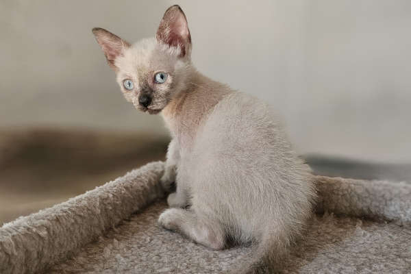 Meet Leah - a cat that once lived at the Puerto Vallarta Municipal ...