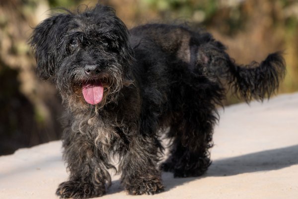 Conoce a Chewbacca - un perro que vivió en el albergue animal municipal ...